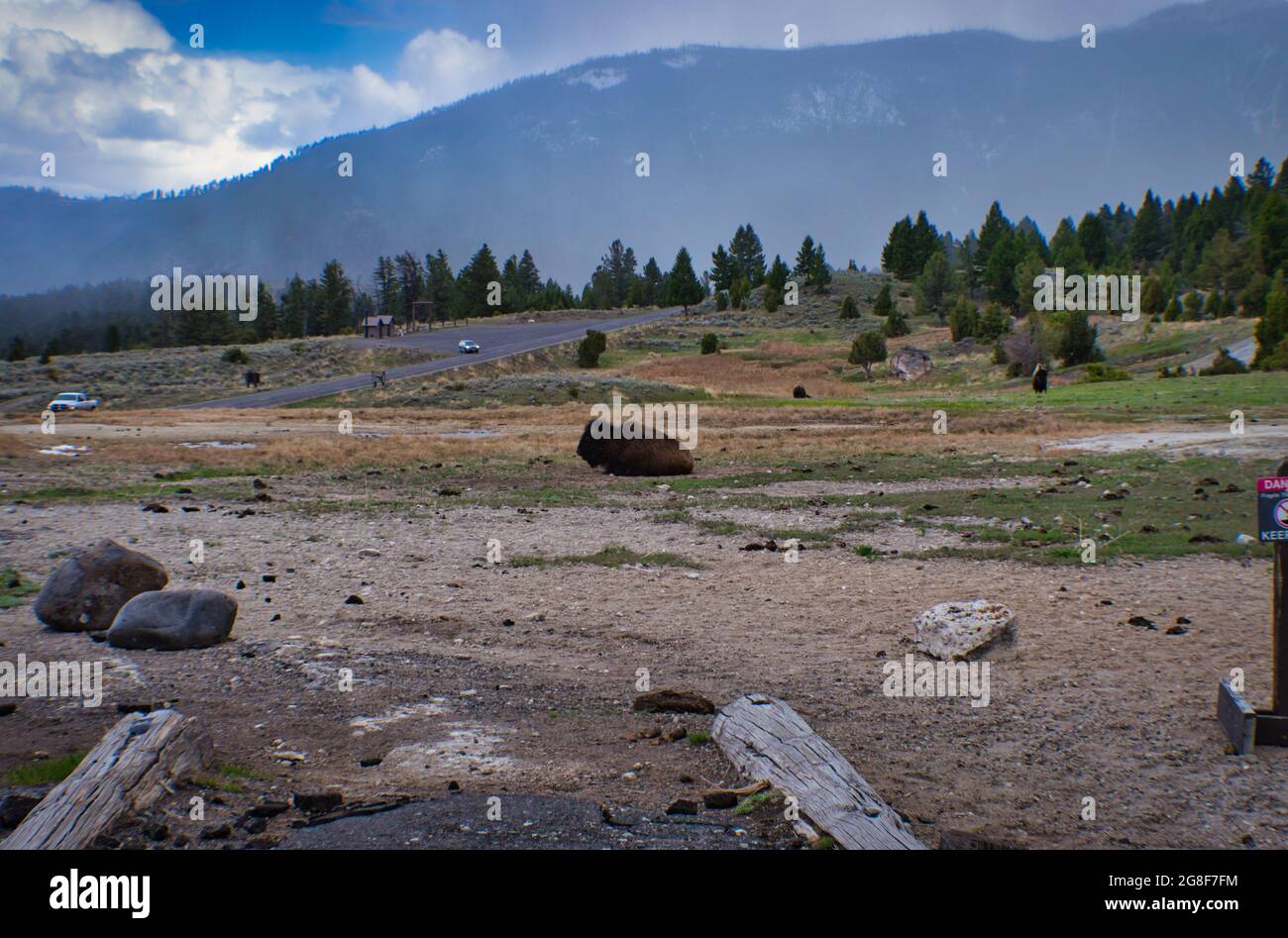 Beautiful big bison sitting in the middle of a rocky field at the ...