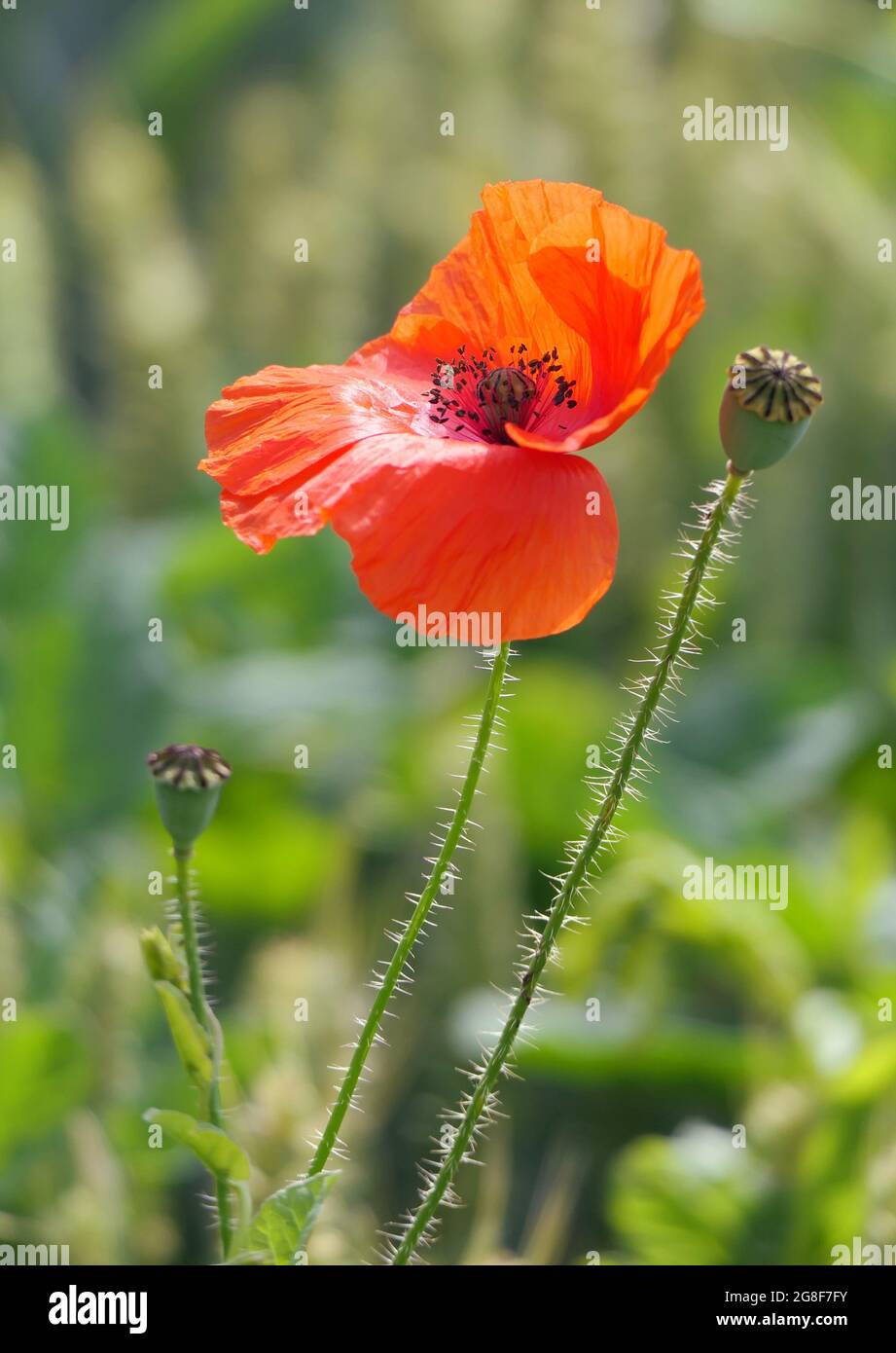 Beautiful red poppy petals hi-res stock photography and images - Alamy