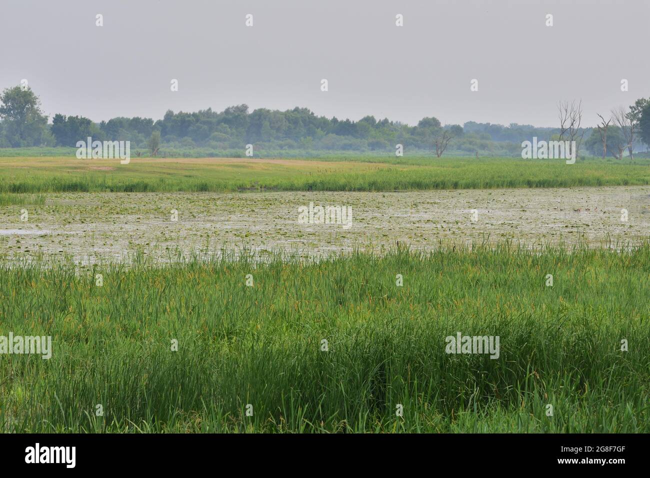 Oxbow lake and the floodplain by the river on a gloomy, cloudy evening ...