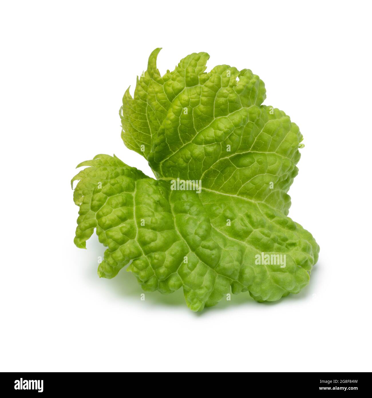 Single leaf of an organic Basil Green Ruffles plant isolated on white ...