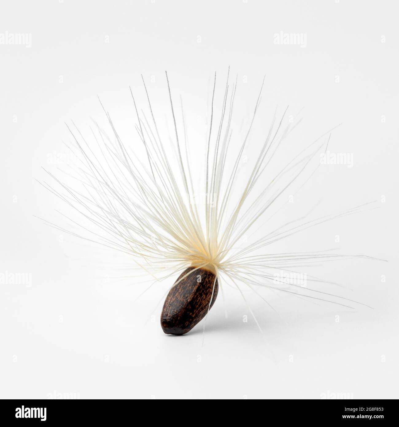 Single seed with white pappus of a blessed milkthistle isolated on ...