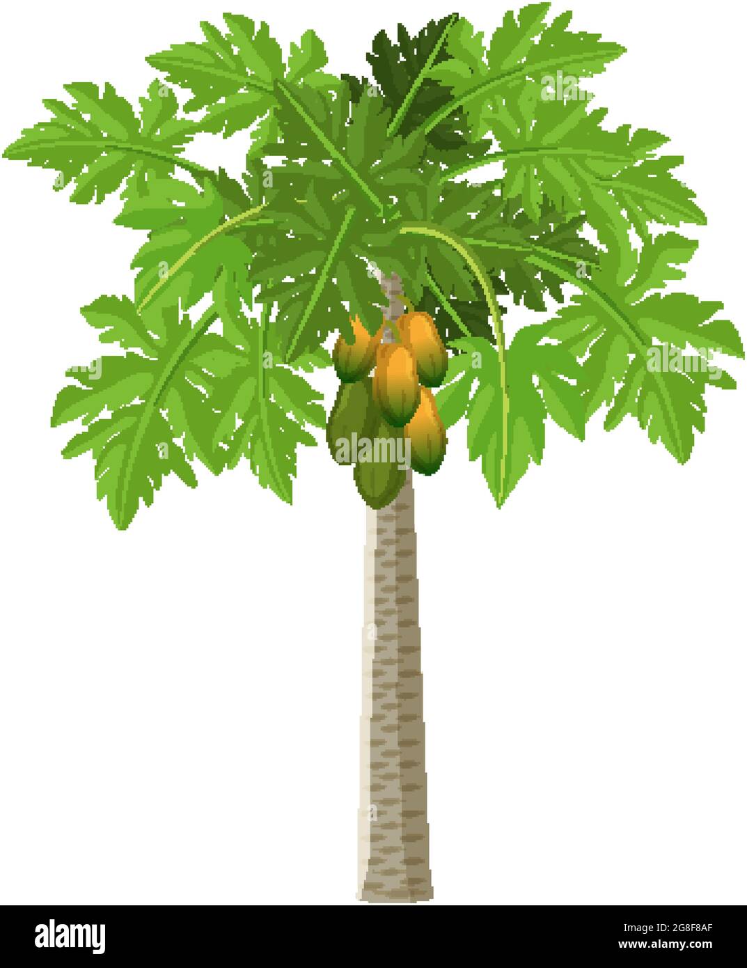 A papaya tree isolated cartoon style on white background illustration ...