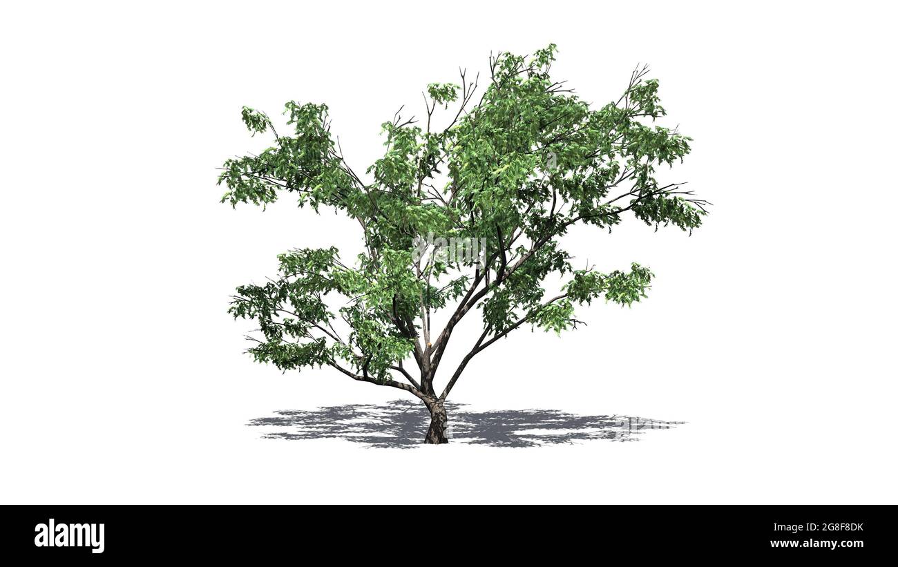 Hook Thorn tree with shadow on the floor - isolated on white background ...
