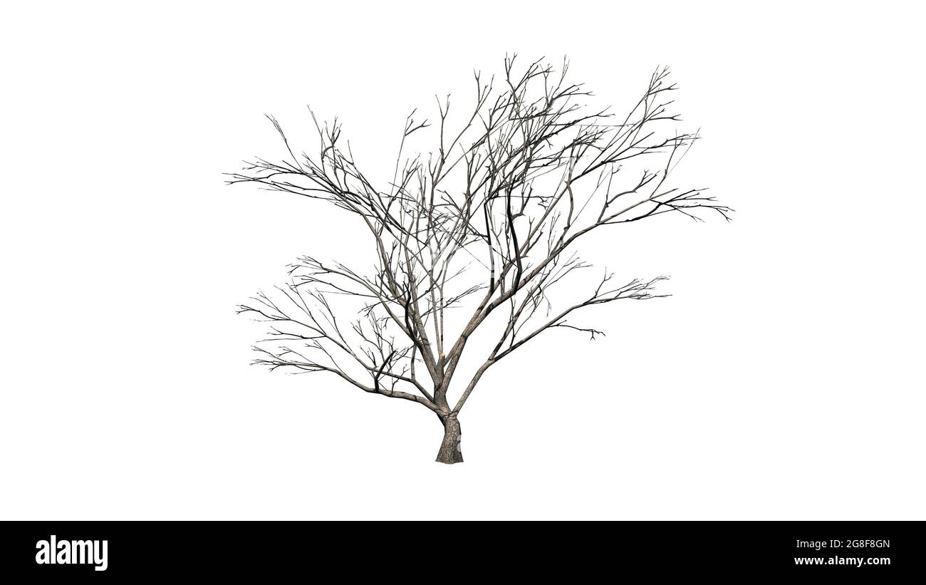 Hook Thorn tree in winter - isolated on white background - 3D ...