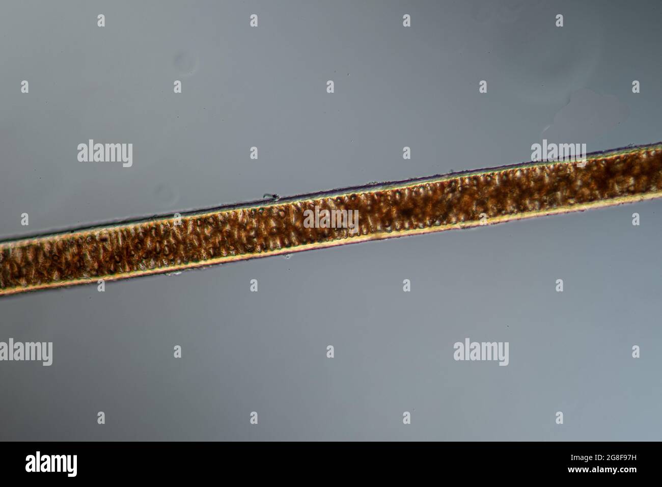 red brown fur and hair from the squirrel under the microskop 200x Stock ...