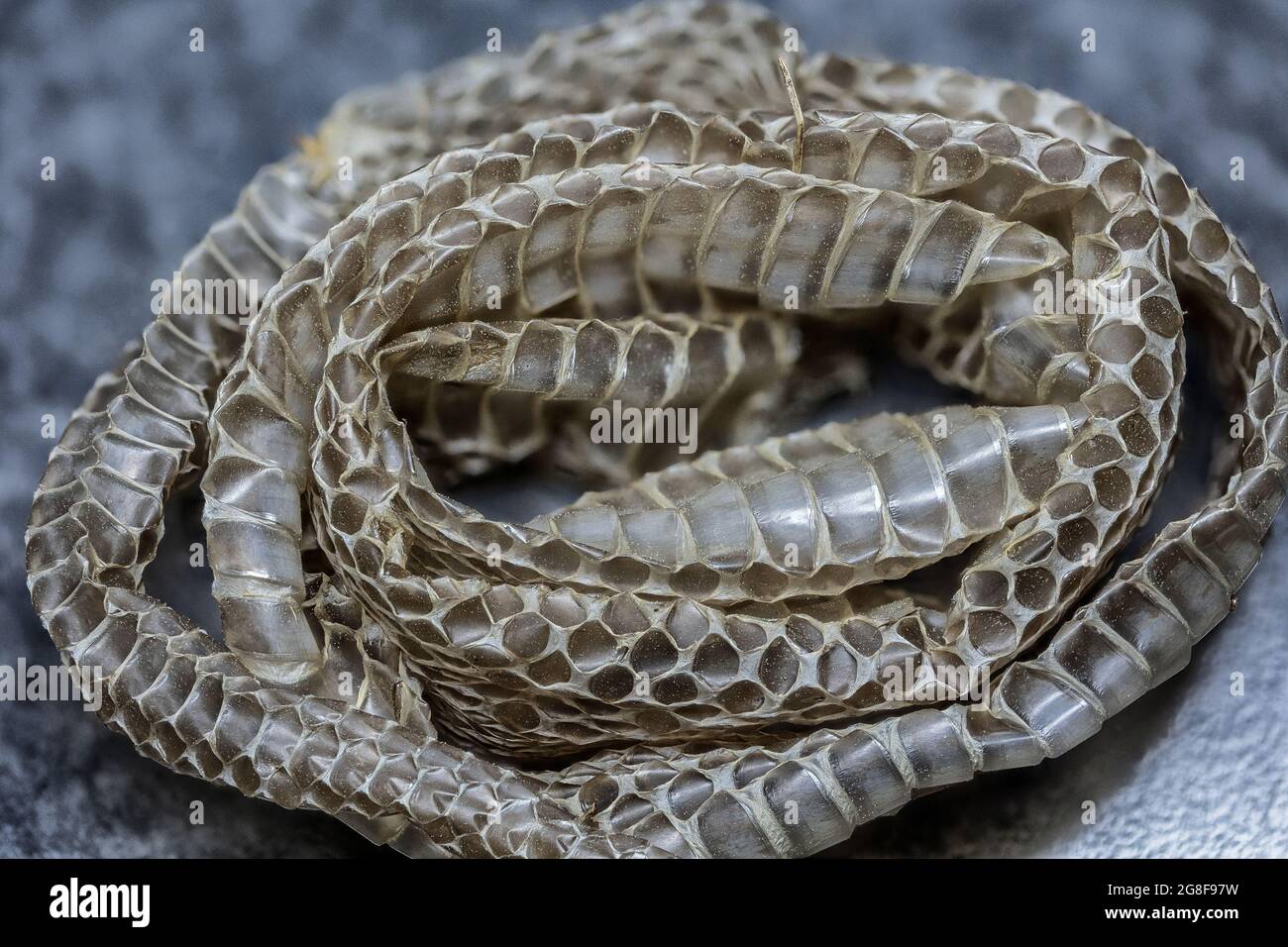 Snake skin at high magnification Stock Photo - Alamy