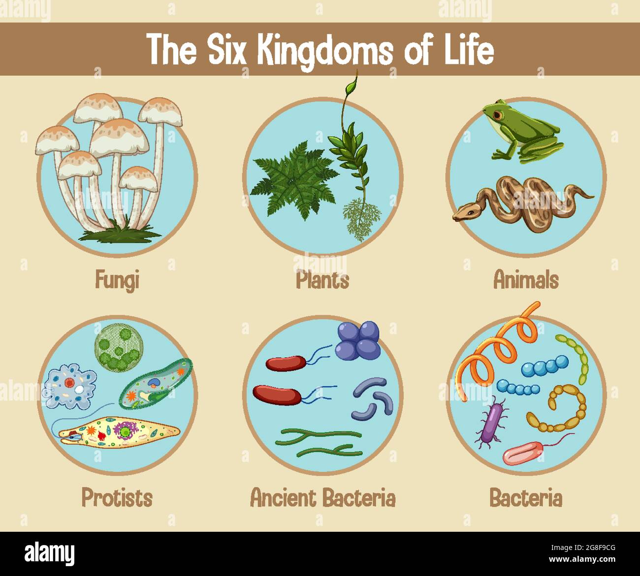 Science poster of six kingdoms of life illustration Stock Vector Image ...