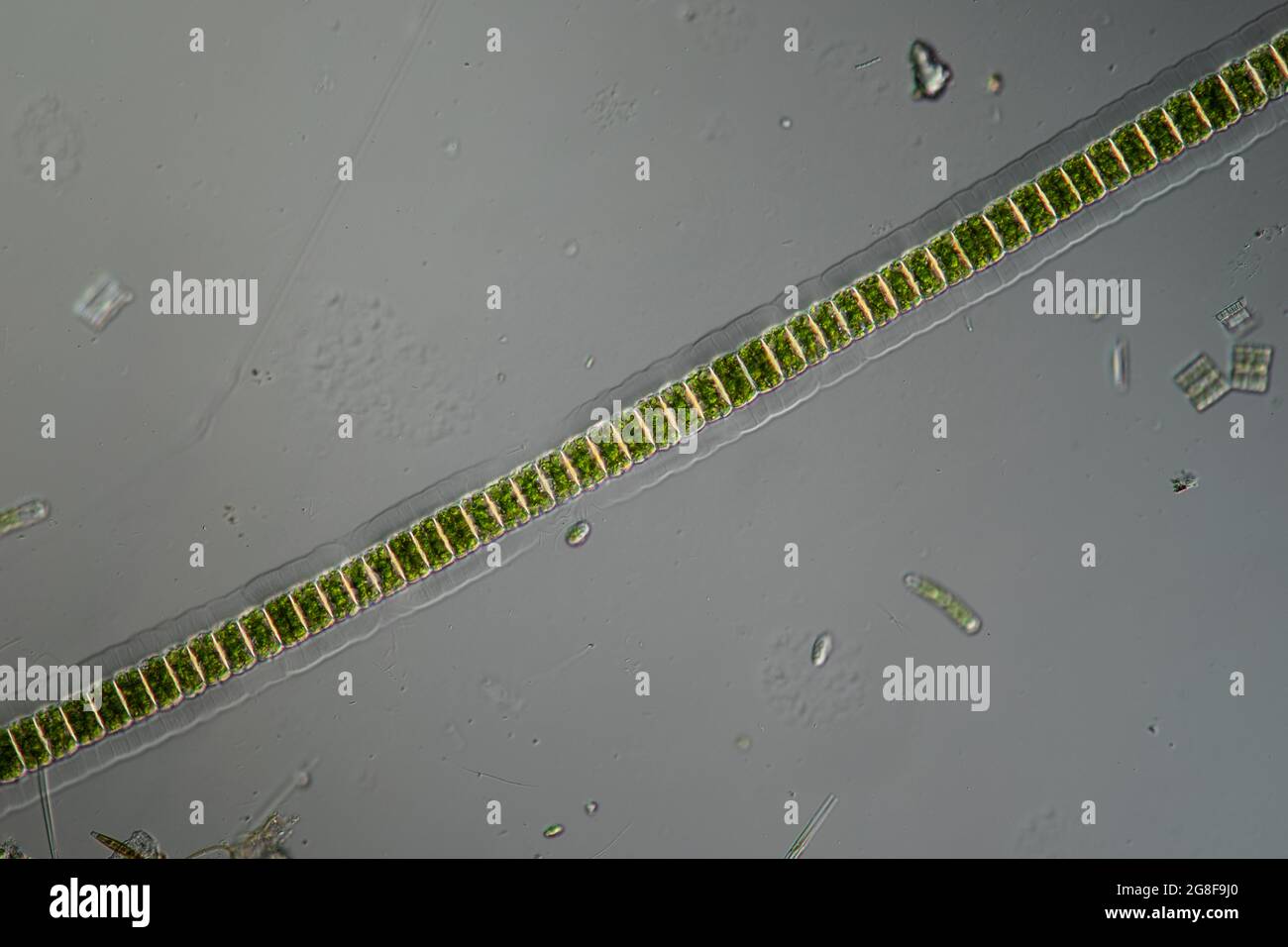 Green algae under the microscope 100x Stock Photo - Alamy