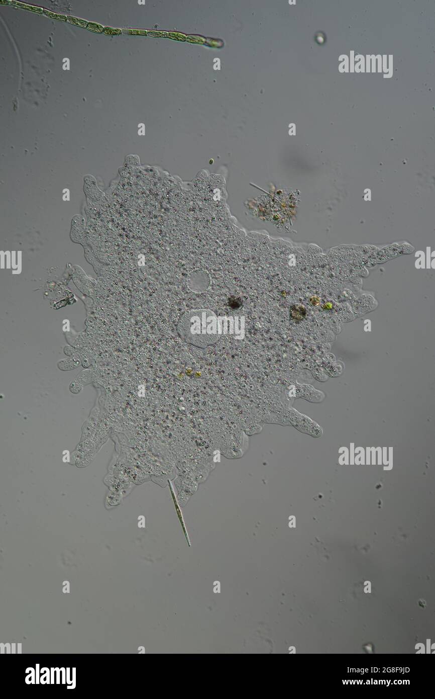 Pseudopods hi-res stock photography and images - Alamy