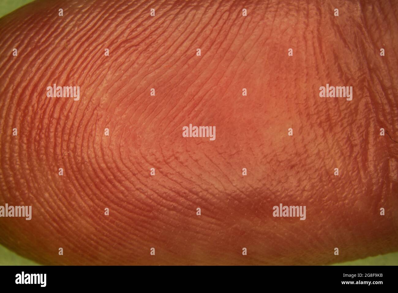 Fingertip with papillary lines on the skin Stock Photo - Alamy