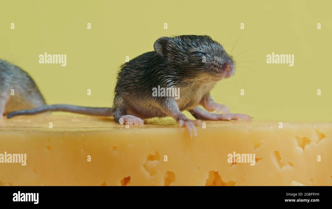 Newborn mice hi-res stock photography and images - Alamy