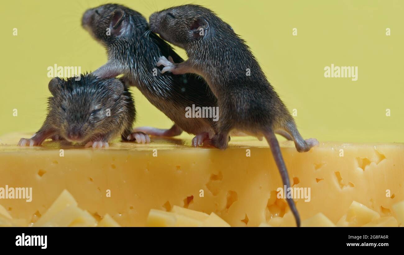 Newborn mice crawl on cheese. Close-up view. Rodents, mouse, pests ...