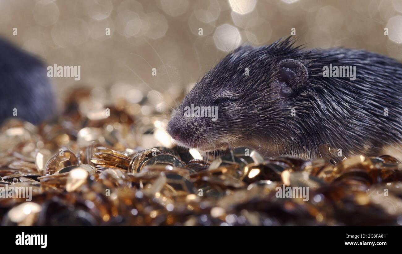 Cute little newborn mice on gold coins on showcase of expensive luxury ...