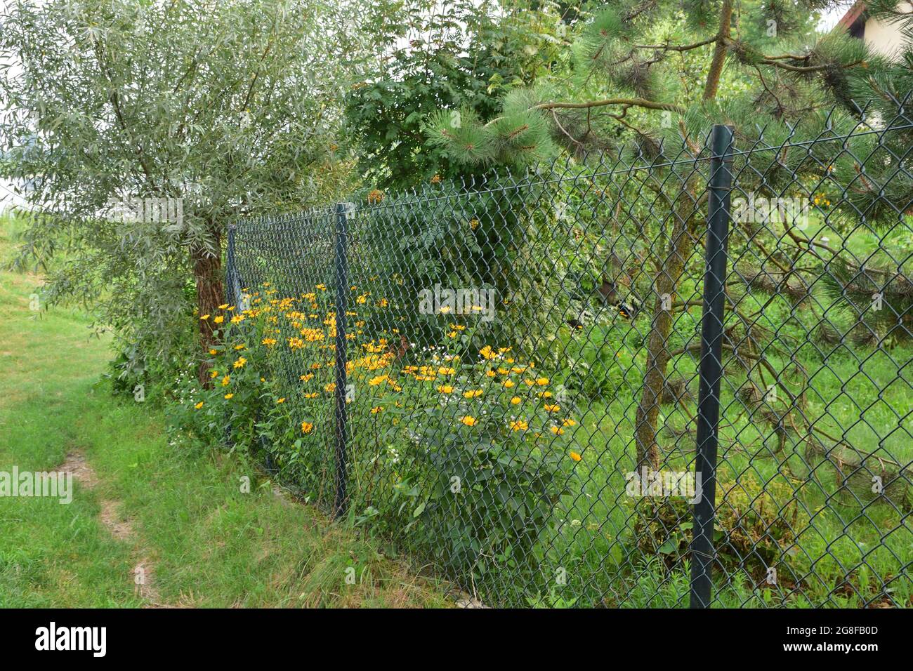 Yellow flowers woven into the mesh of the metal fence, Countryside ...