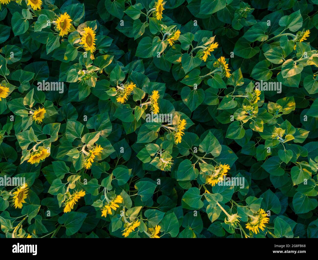 Sunflower plants from above. Creative aerial photo Stock Photo - Alamy