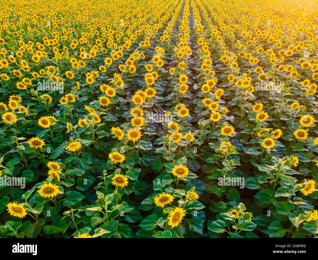 Colorful blooming sunflower field from above. Lines of the sunflower ...