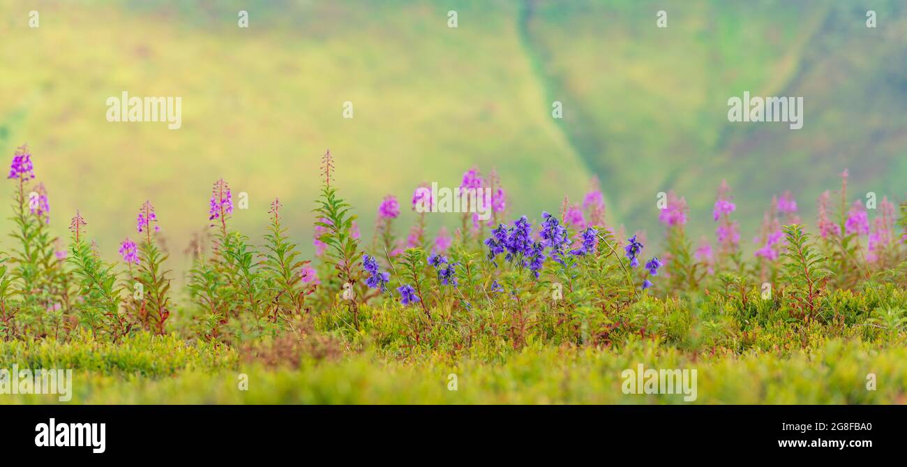 Wildflower meadow header. Colorful wildflowers in the mountains ...