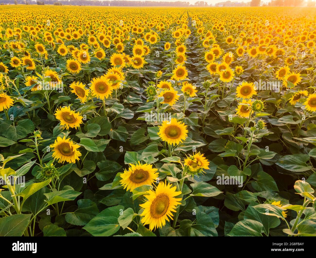 Golden sunflower field at the sunset. Colorful countryside scene Stock ...