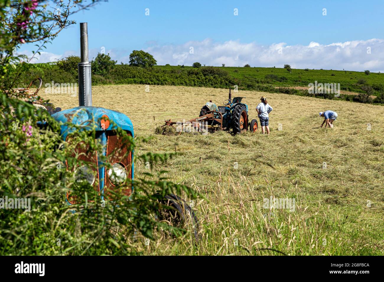 Fordson Super Major Tractor,turning hay with old tractor, fordston ...