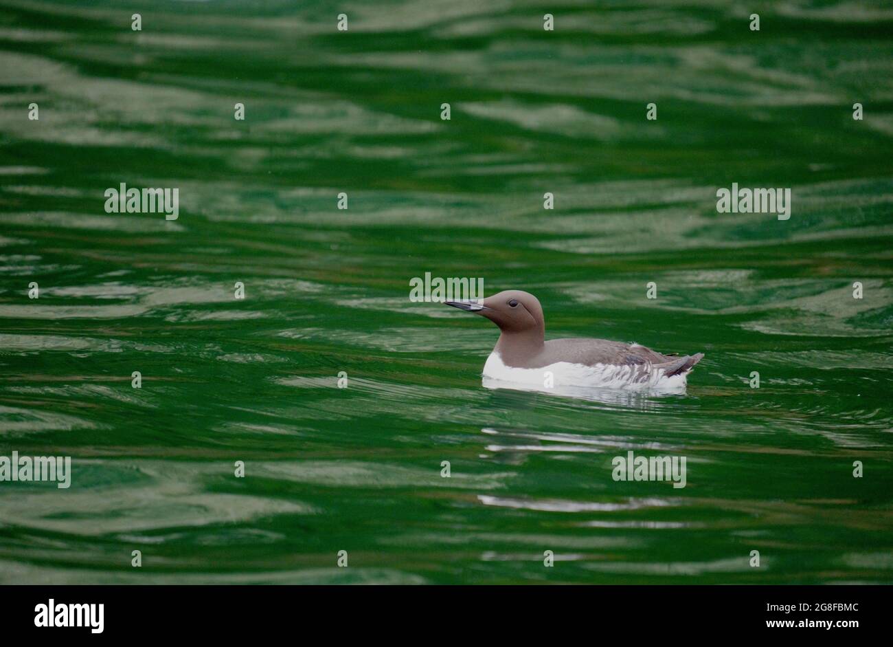 Guillemot, Uria aalge, Single bird on water, Yorkshire, U.K., July 2021 ...