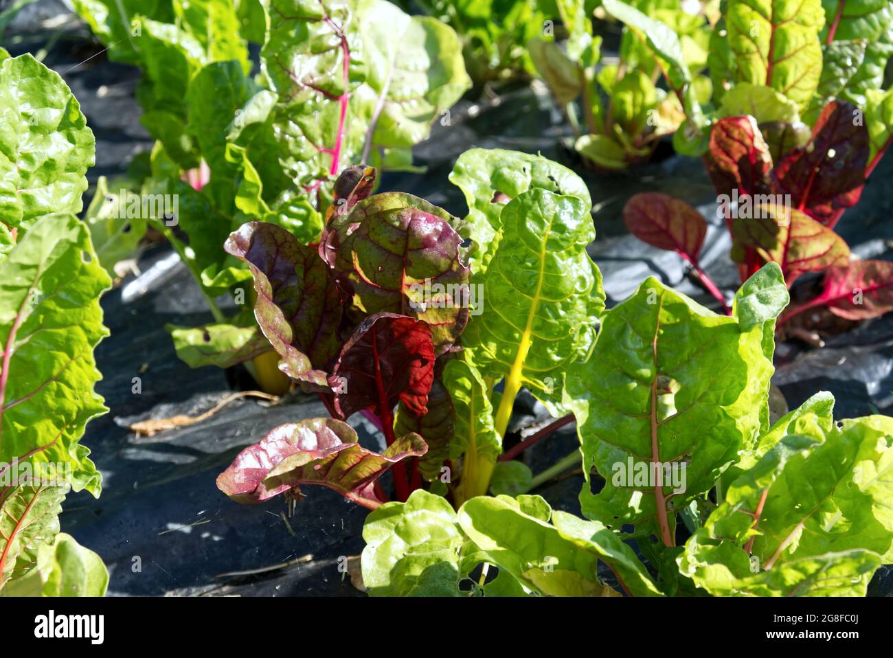 close up of a cultivation of chard of the red-stemmed variety Stock ...