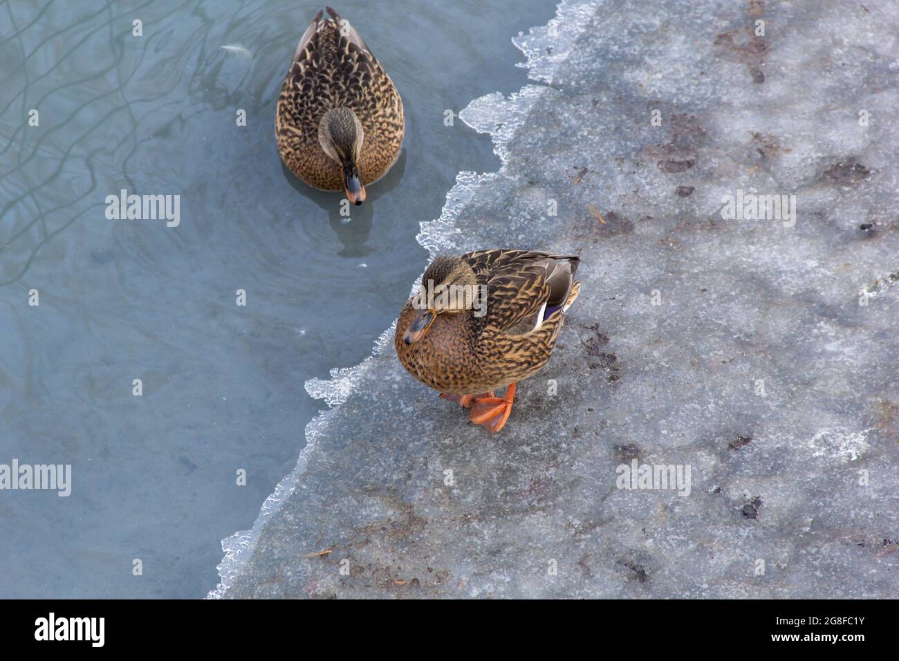 Iced up pond hi-res stock photography and images - Alamy