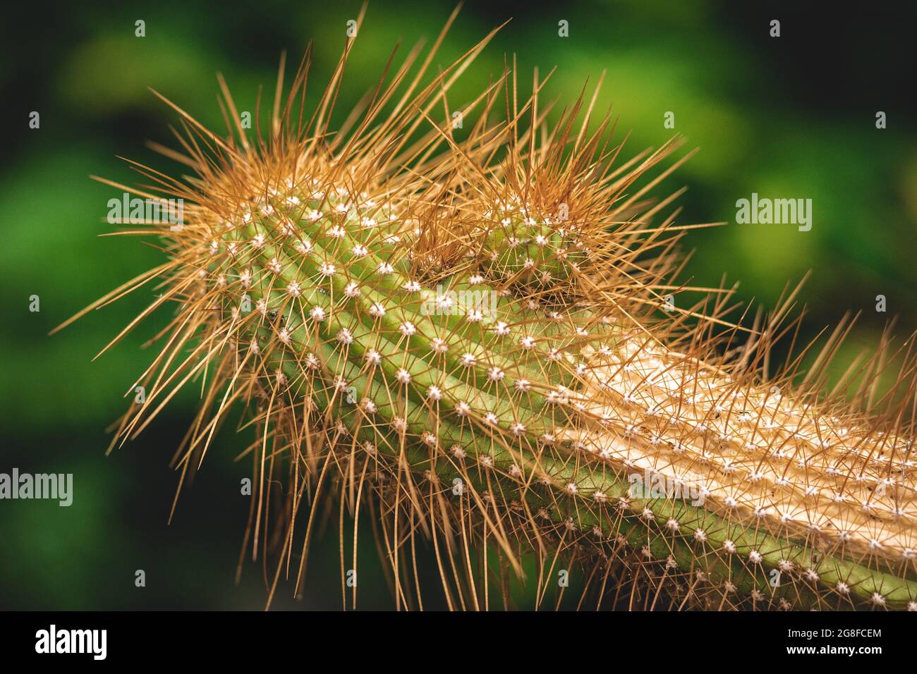 Close up shot cactus spikes hi-res stock photography and images - Alamy