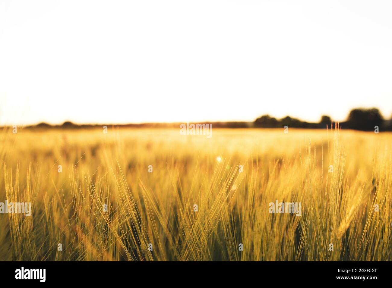 Agriculture concept with golden wheat grain fields panorama photography ...