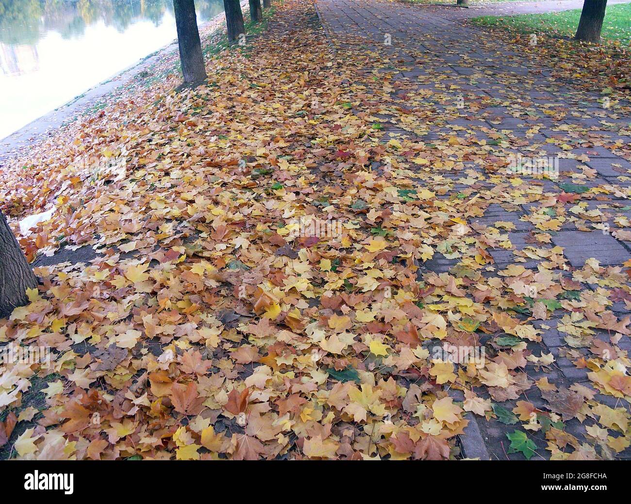 maple alley in city park at autumn Stock Photo - Alamy