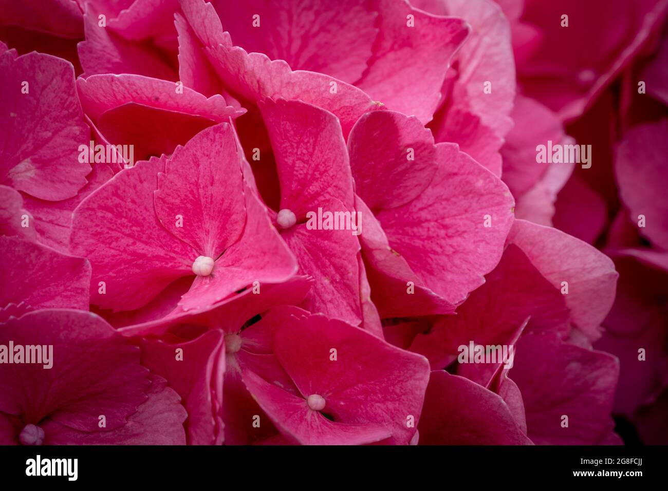 Mangolia hi-res stock photography and images - Alamy