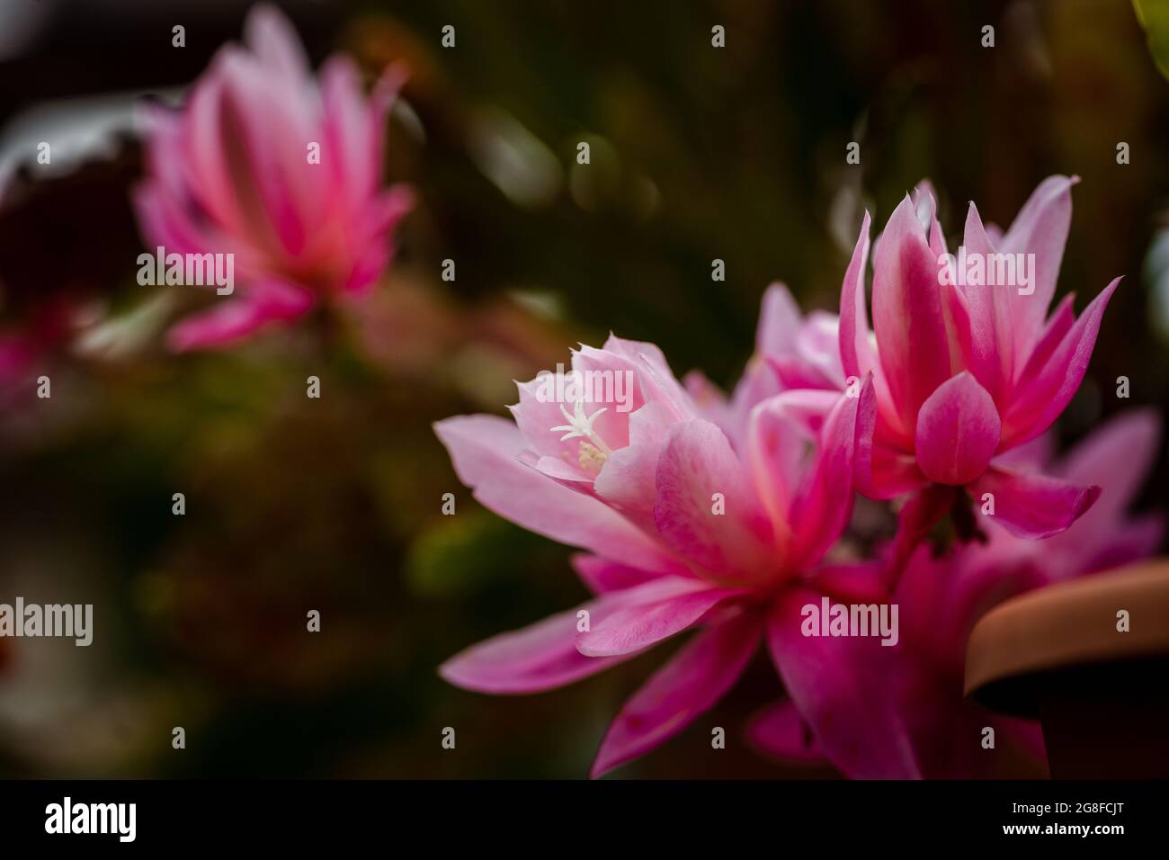 Mangolia hi-res stock photography and images - Alamy