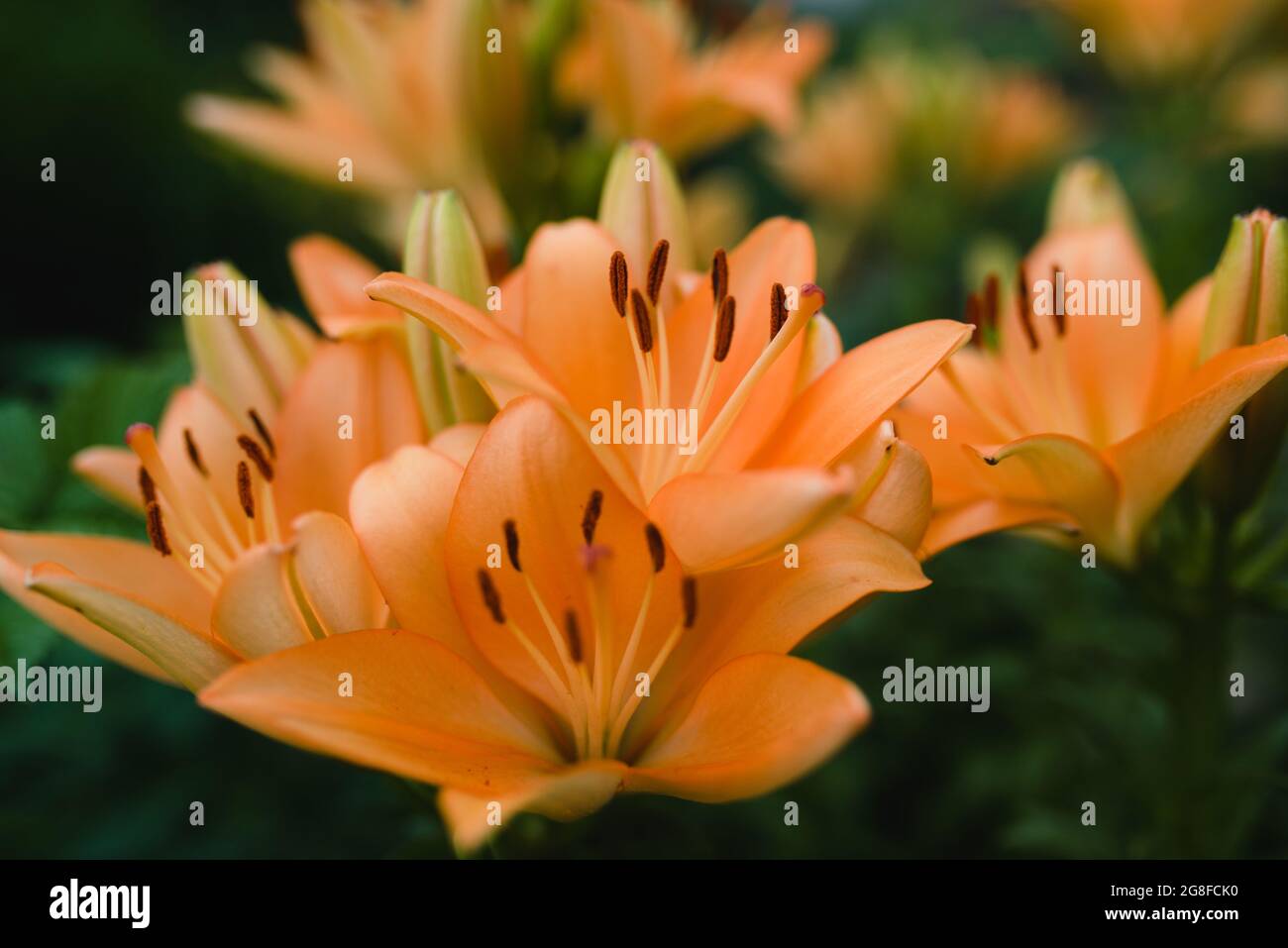 Closeup shot of blooming orange lily flowers Stock Photo - Alamy