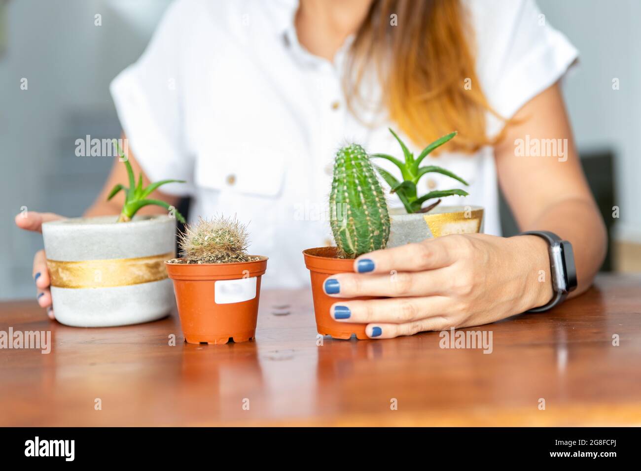 Different succulents hi-res stock photography and images - Alamy