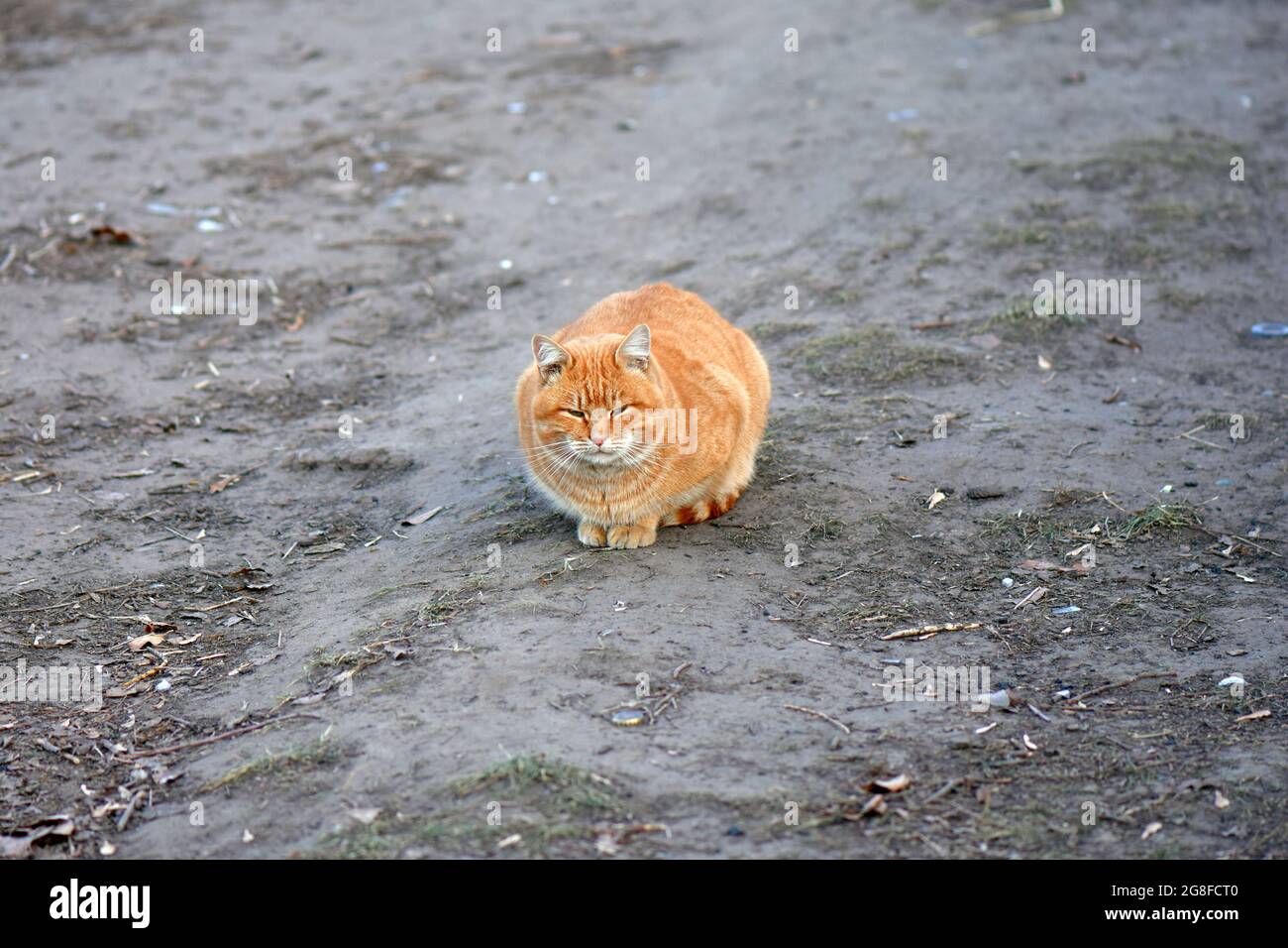 Fluffy ginger cat hi-res stock photography and images - Alamy