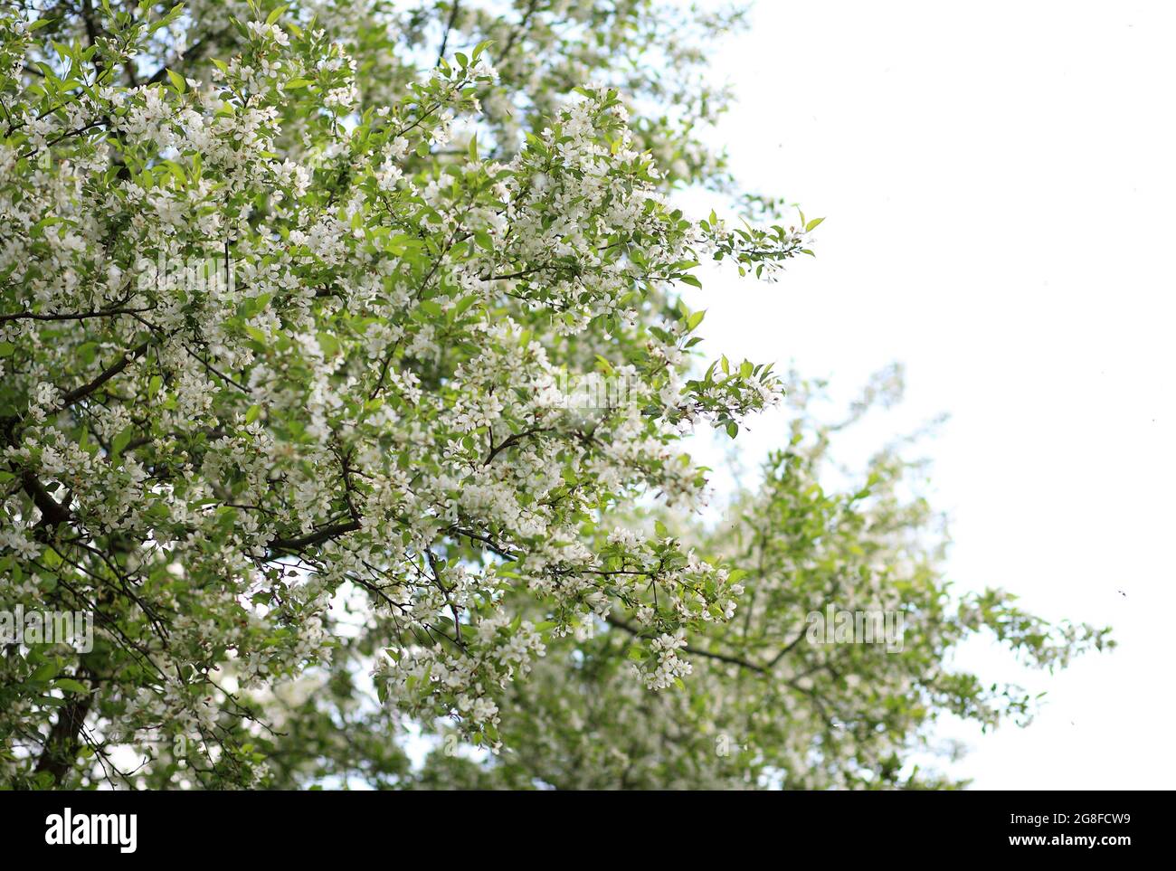cherry-tree flower at day Stock Photo - Alamy