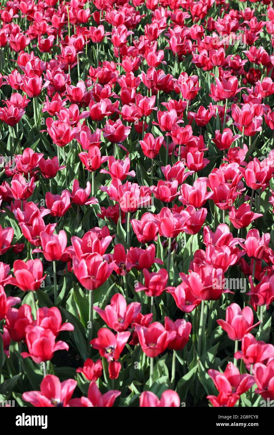 red tulip at spring on Earth Stock Photo - Alamy
