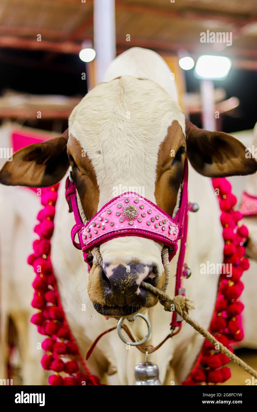 Qurbani Cow