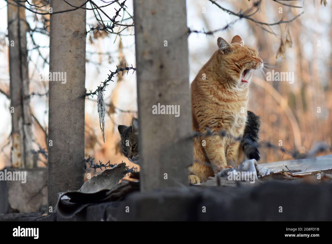 Ginger cat with a gray tabby cat near metal wires Stock Photo - Alamy