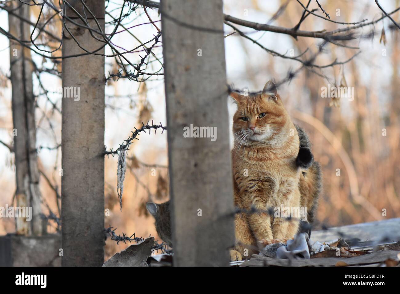 Ginger cat with a gray tabby cat near metal wires Stock Photo - Alamy