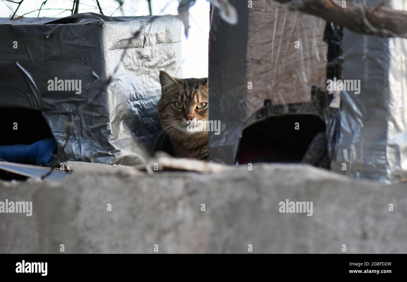 Closeup of a gray tabby cat near boxes outside Stock Photo - Alamy