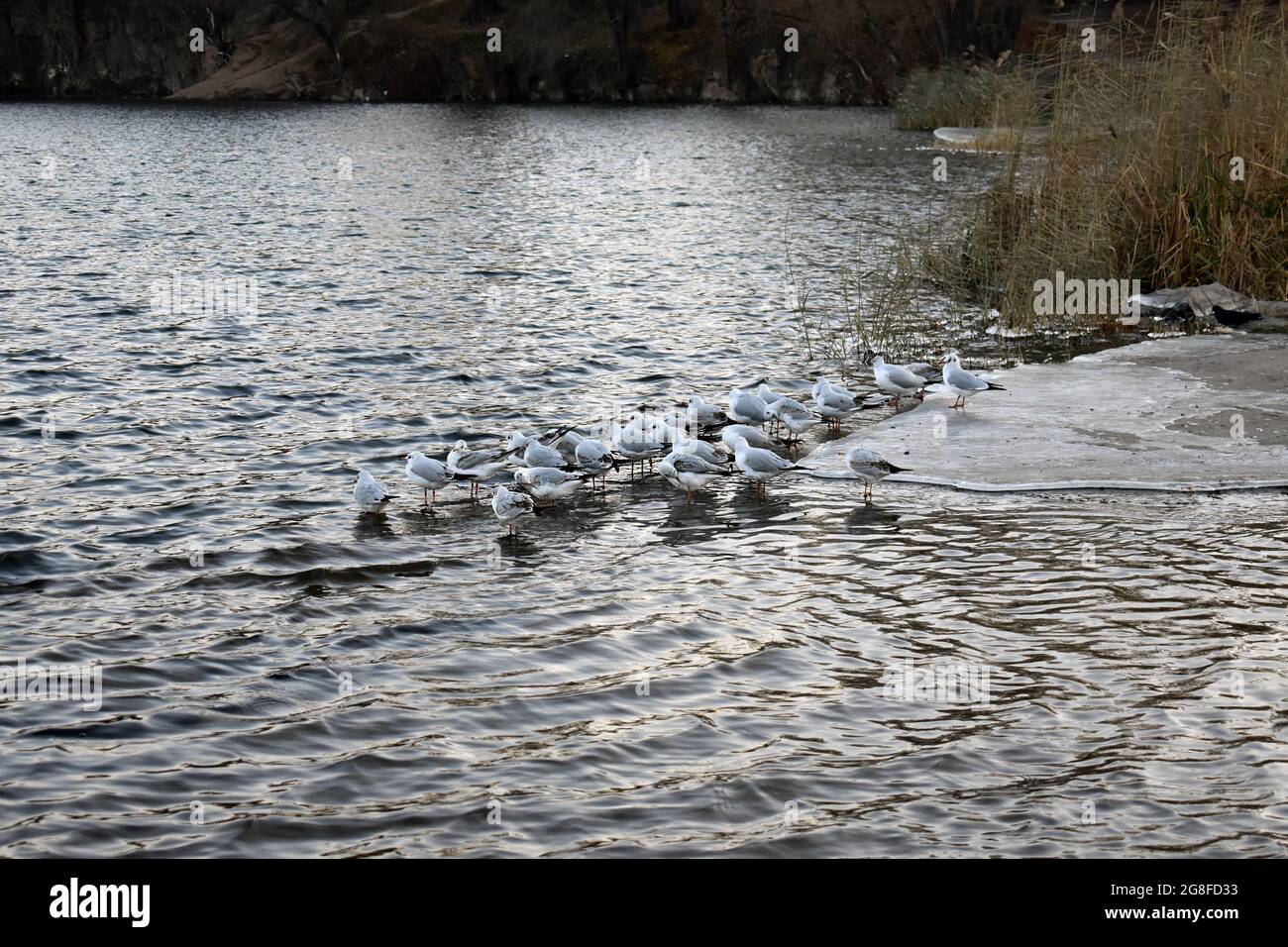 Group of seagulls gathered near the shore Stock Photo - Alamy