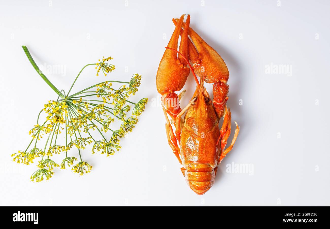Boiled orange crayfish on the white background. Cooked freshwater ...