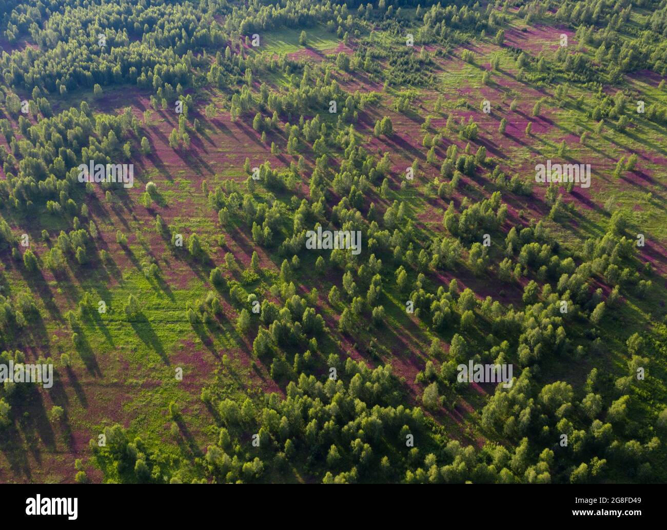 Flying above glades with pink wild flowers between trees Stock Photo ...