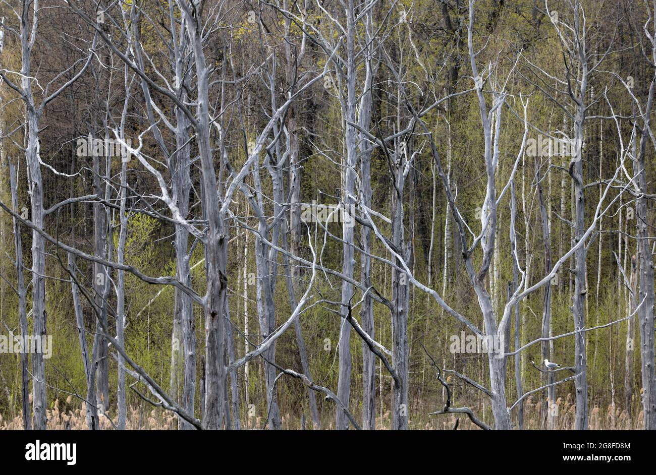 Drought forest swamp hi-res stock photography and images - Alamy