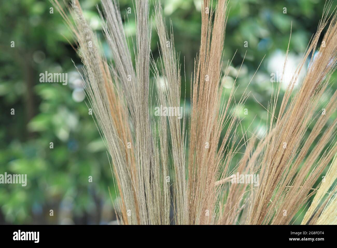 Beautiful natural broom on a green background. High quality photo Stock ...