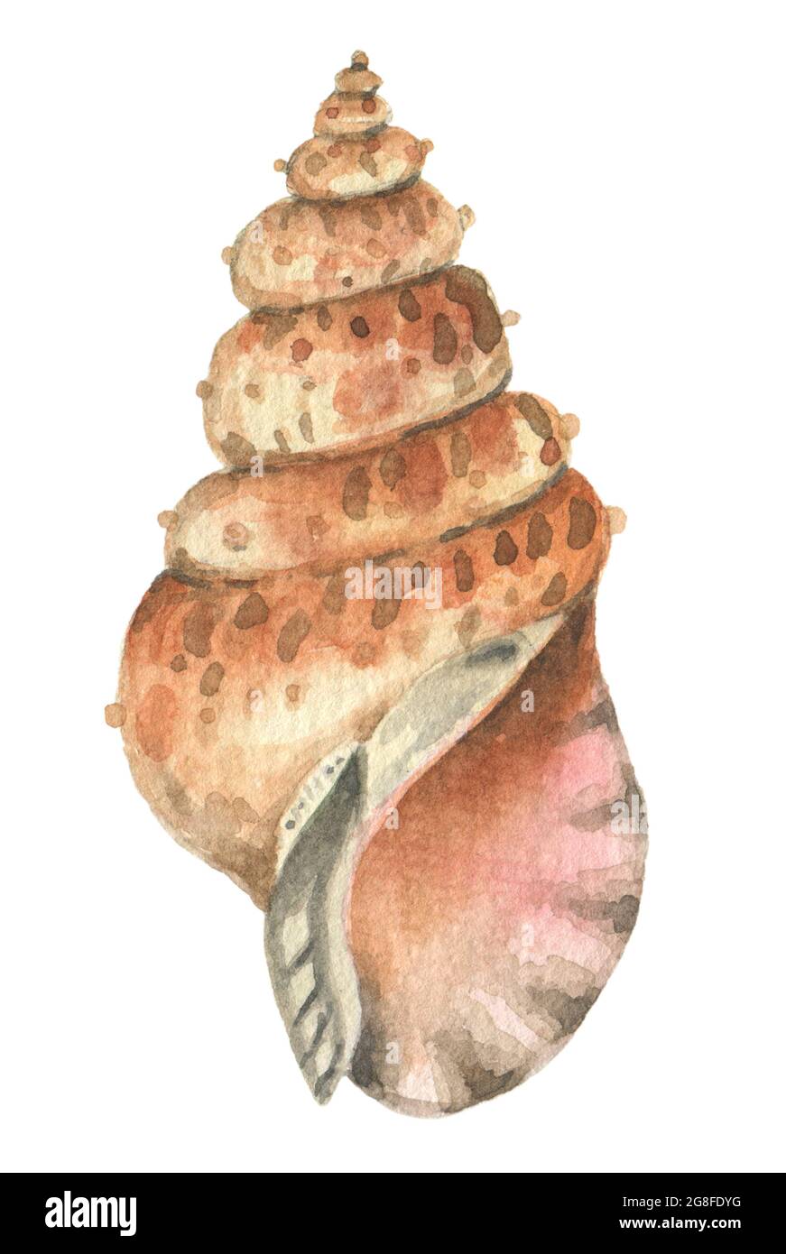 Watercolor shell element Stock Photo - Alamy