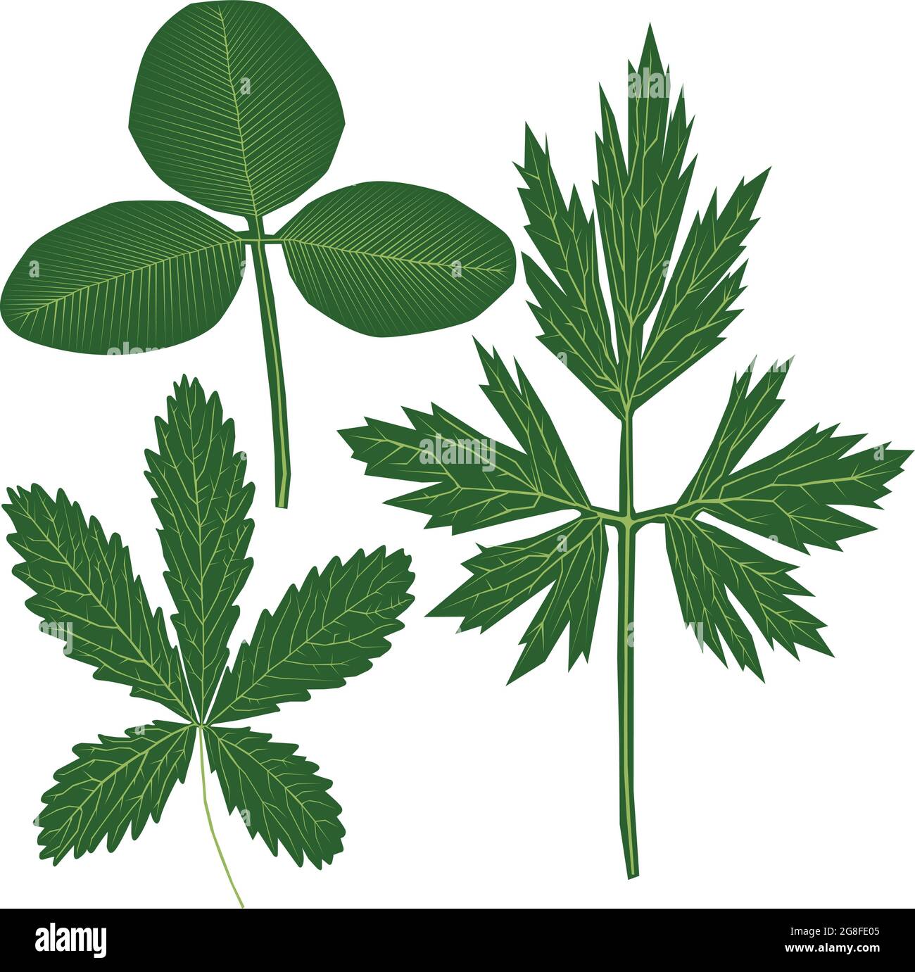 green leaves vector Stock Vector Image & Art - Alamy