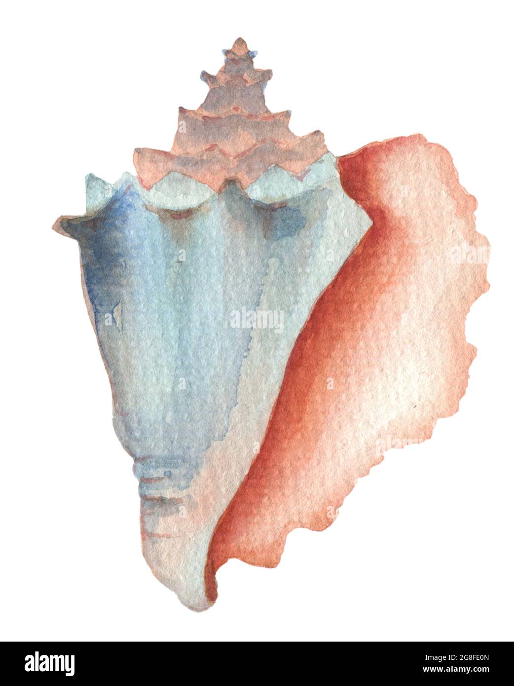 Watercolor shell element Stock Photo - Alamy