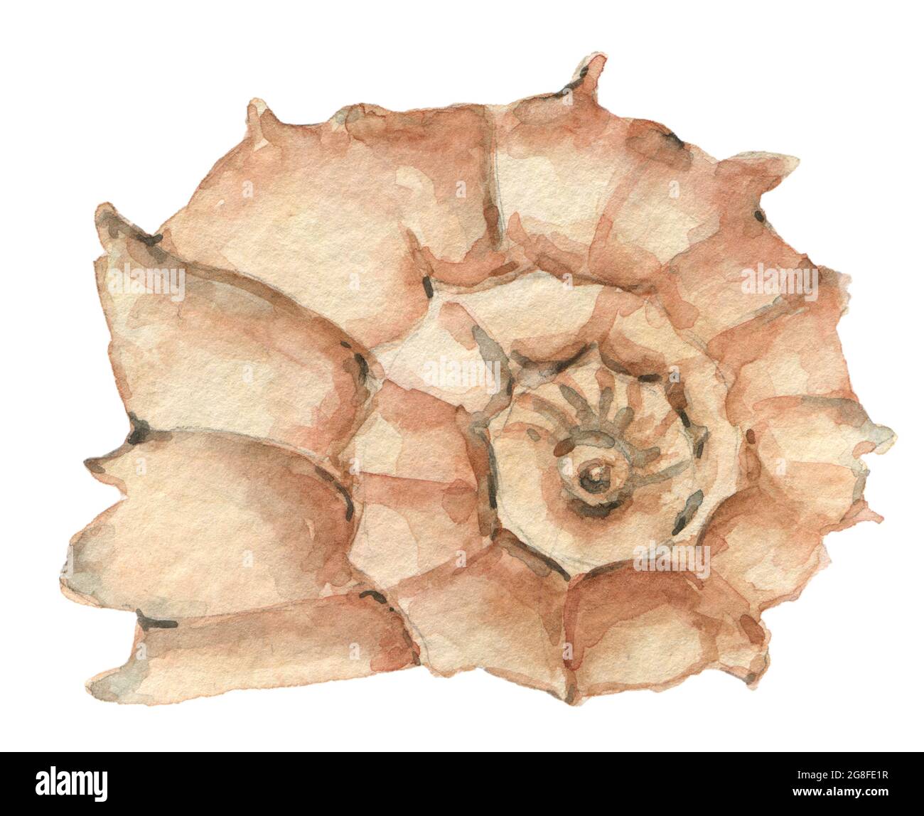 Watercolor shell element Stock Photo - Alamy