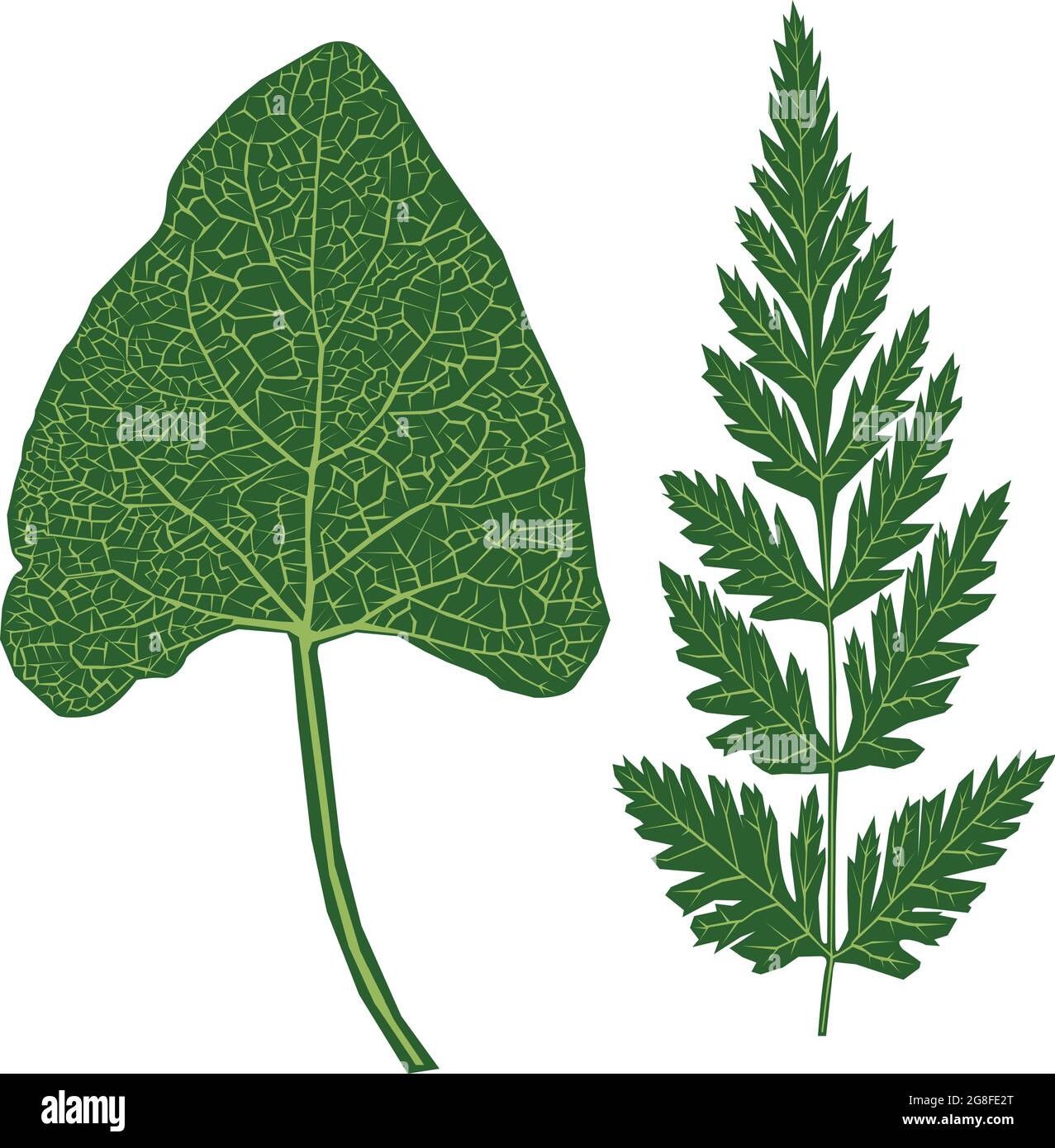 green leaves vector Stock Vector Image & Art - Alamy